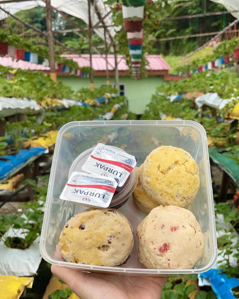 7 Tempat Makan Scone Terbaik kat Cameron Highlands Yg Teringat-Ingat ...