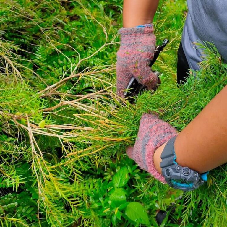 Harga Nasuha Herbs & Spice Farm 2025 - Murah Bila Beli Online!