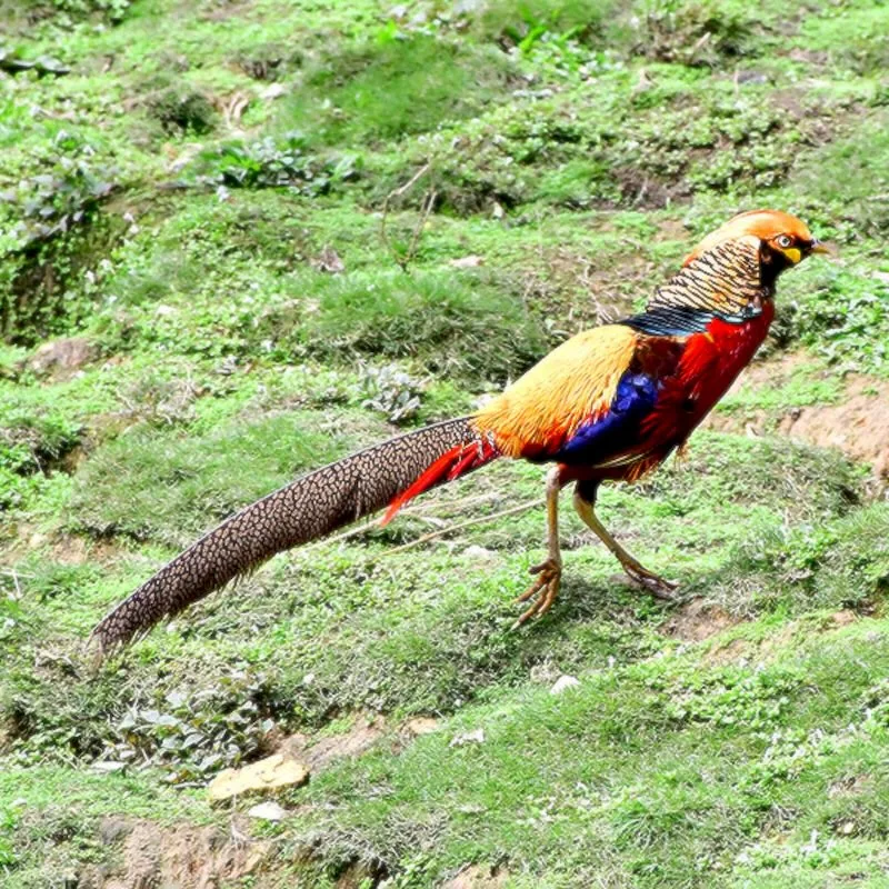 Harga Agro Market Cameron Highlands 2025 - Murah Bila Beli Online!