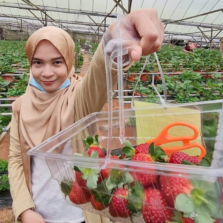 Harga Agro Market Cameron Highlands 2025 - Murah Bila Beli Online!