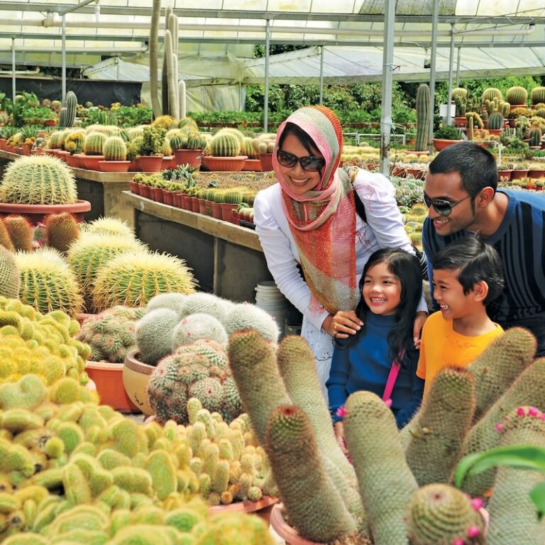 Harga Agro Market Cameron Highlands 2025 - Murah Bila Beli Online!